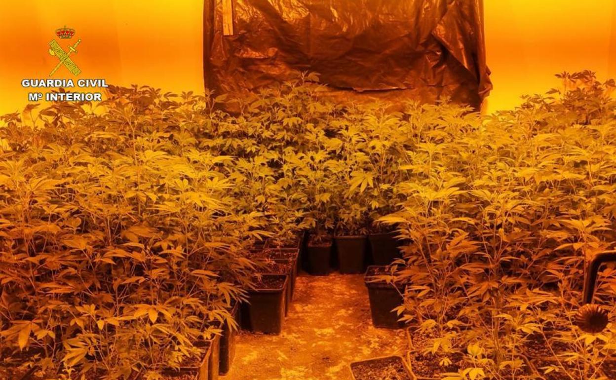 Desmantelan en Parcent una plantación de marihuana con 548 plantas | Las Provincias